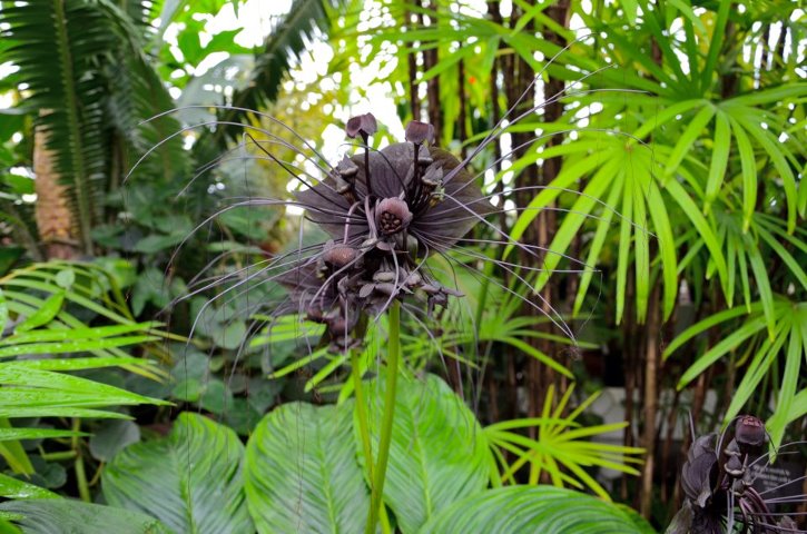 The Bat Plant – rottenbotany